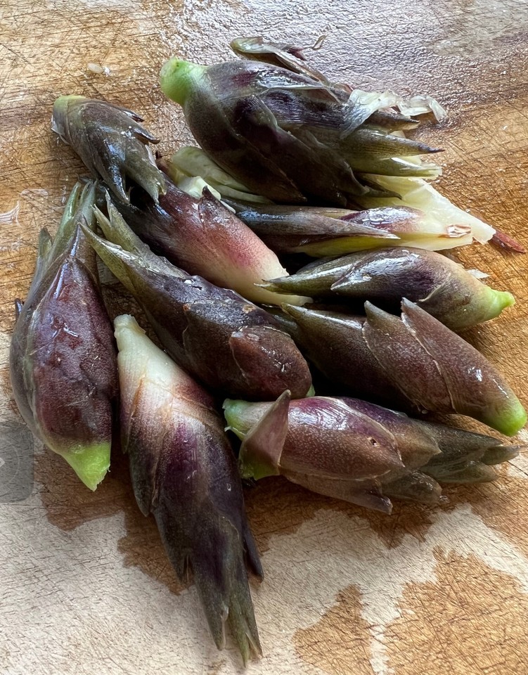 2 Live Myoga Ginger Plants (阳荷) For Planting –Edible & Ornamental ...