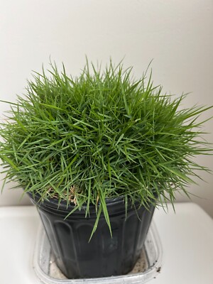 Rare Zoysia tenuifolia, Korean velvet Grass- as pictured -No Mow Grass ...