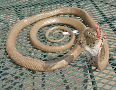 Cobra Rubber Snake Replica - Large - AAA - Choice of 4 Varieties | eBay