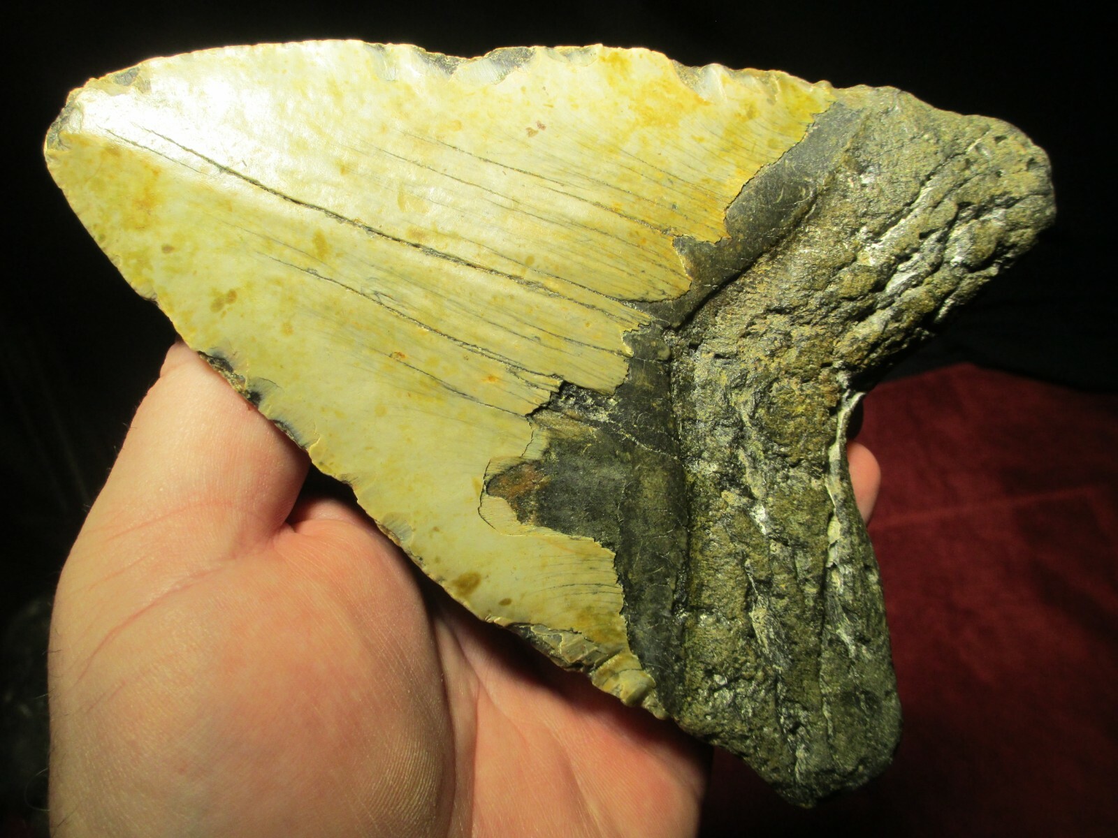 6 1/2 Inch MEGALODON SHARK Tooth Fossil - NC - DEEP SEA OCEAN WATER ...