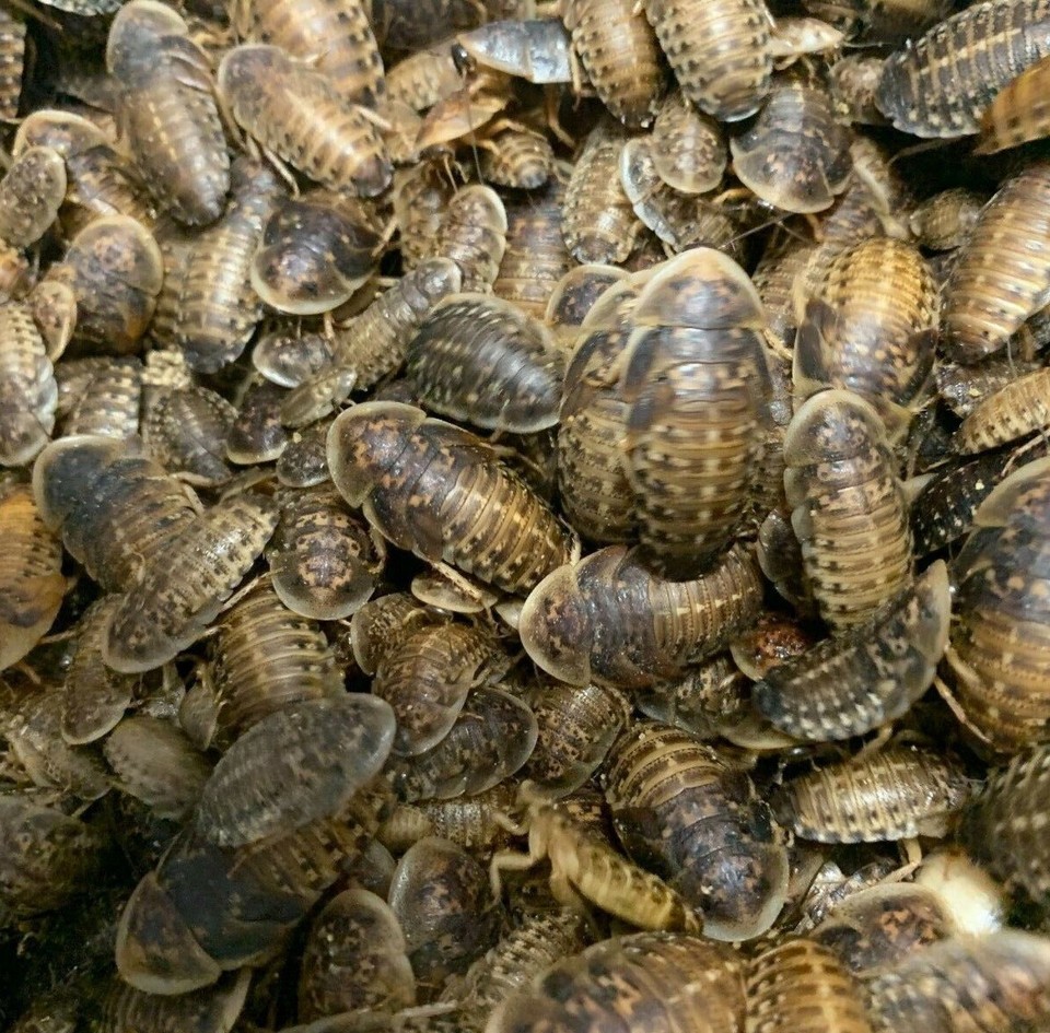 Cricket, Dubia Roach, Mealworm Chow Insect Bugs Feeders Food Gutload ...