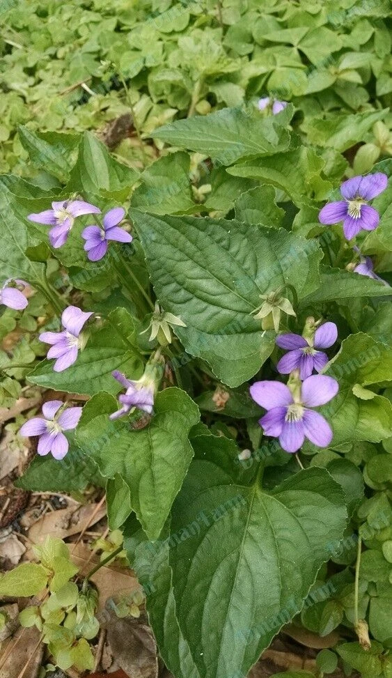 Wild Viola Flower