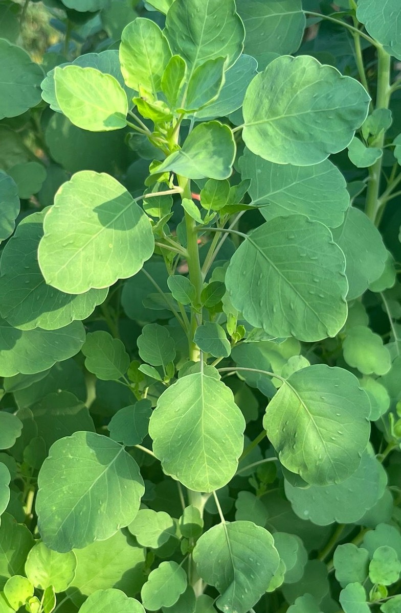 Papalo Seeds Porophyllum 30+ Papalo Herb Seeds (Porophyllum) - Organic ...