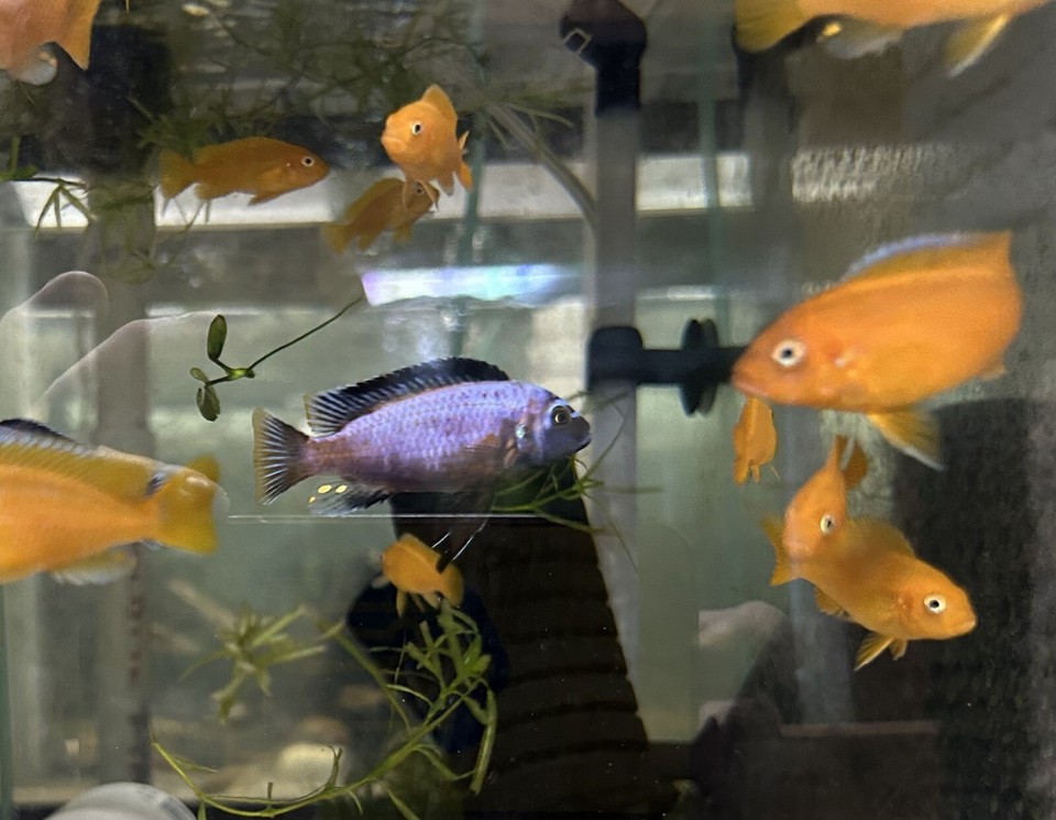 LIVE FISH Metriaclima Msobo Deep Lake Malawi African Cichlid | eBay