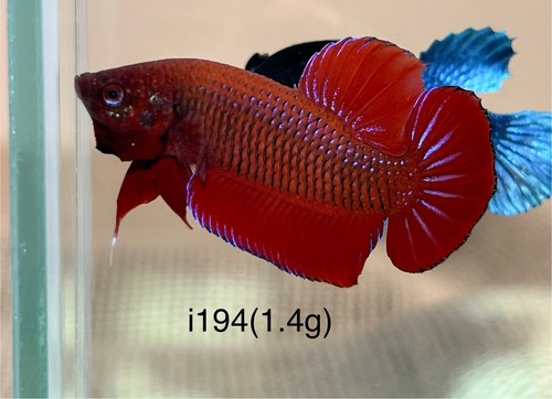 BeTtA PlaKAt Fighter **Red BaGaN**{Imported Male} [i194] | eBay