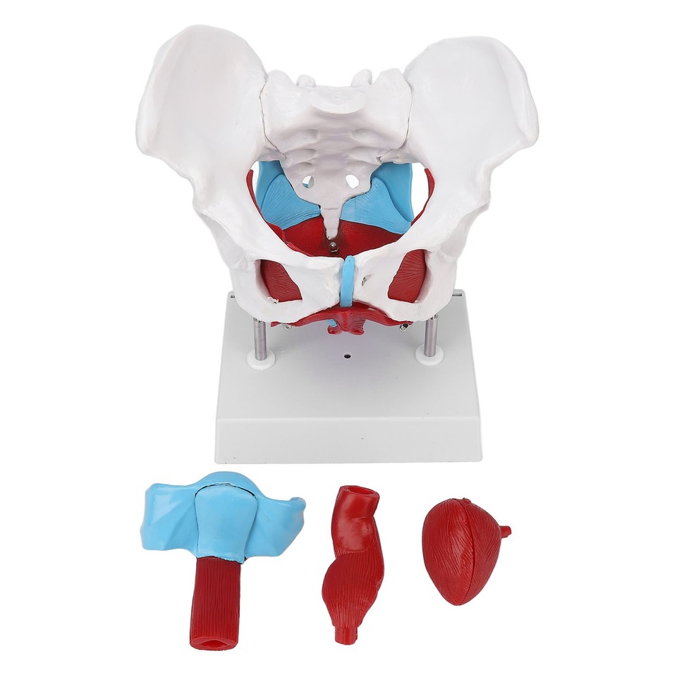 Pelvic Floor Anatomy Model Removable Colored Female Pelvis Model For ...