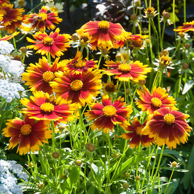 Coreopsis UpTick Gold & Bronze - Tickseed | Potted Perennial Plants ...