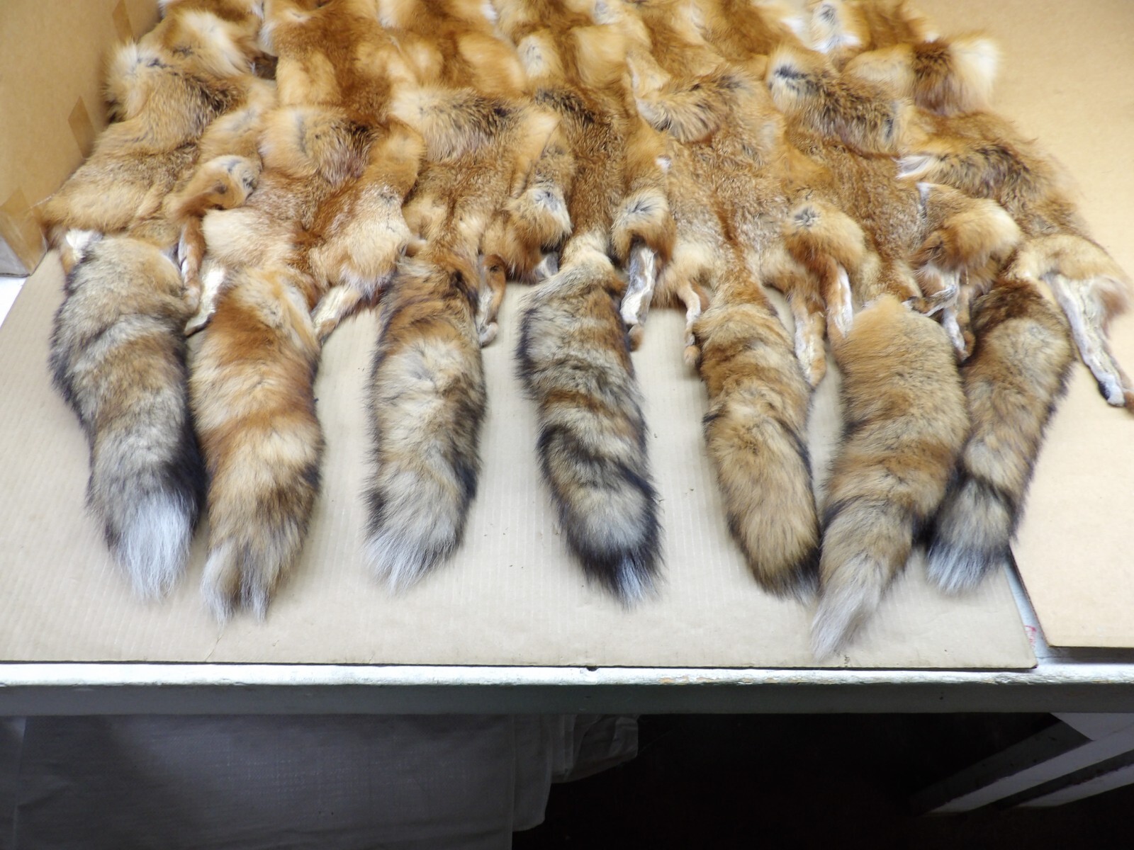 Tanned Red Fox Hides/Furs/Trapping/Taxidermy/Crafts/Freshly tanned/USA ...