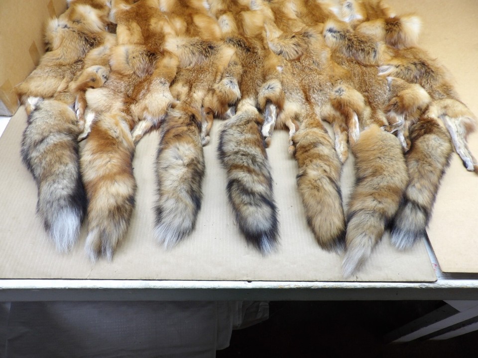 Tanned Red Fox Hides/Furs/Trapping/Taxidermy/Crafts/Freshly tanned/USA ...