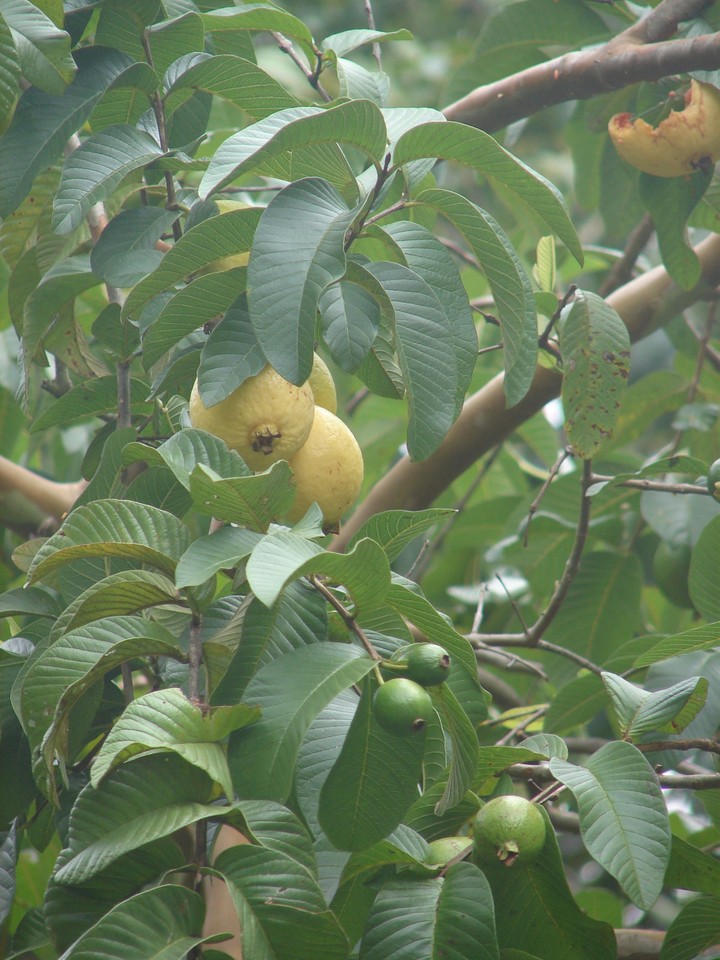 TROPICAL GUAVA Psidium guajava Hawaii Kuawa Goiaba LIVE RARE FRUIT TREE ...