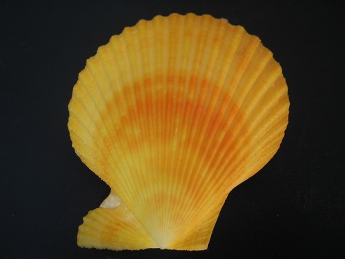 Amazing Color...(Pecten) CHLAMYS SENATORIA~82.5mm/Gem~Philippines ...