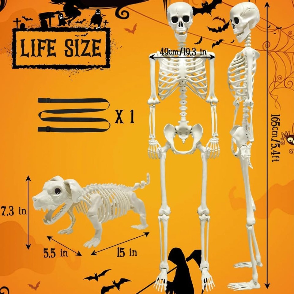 5.4ft/165cm Halloween Skeleton, Life Size Posable Skeleton with Dog ...
