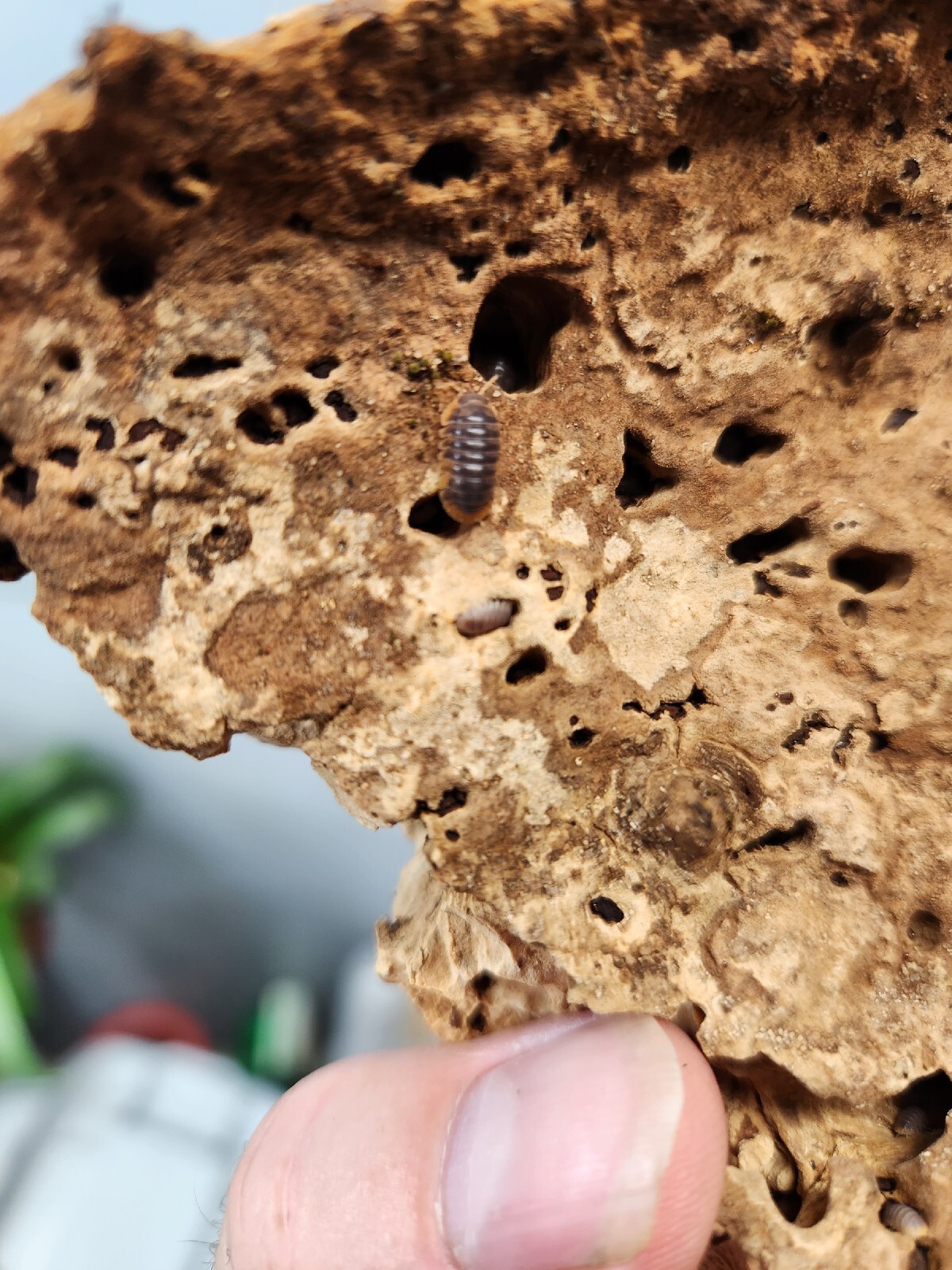 10+ Japanese red edge isopods Cubaris iriomotensis | Fabricating and ...