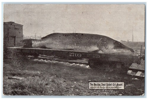 1915 Exaggerated Fish The Big One That Didn't Get Away DPO 1869-1937 ...