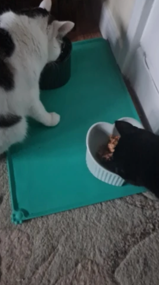 Ceramic Cat Bowl Heart Shape Raised Tilted Elevated Cat Food Plate 4 ...