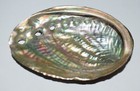 Natural Rainbow Abalone Shell Polished Seashell Fish Tank Aquarium Home ...