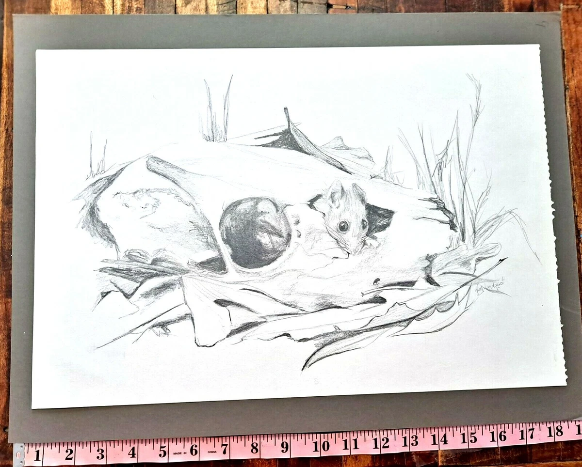 Mouse Deer Drawing