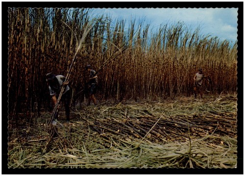 Vintage RPPC Postcard - Sugar Cane Cutters, QLD | eBay Australia
