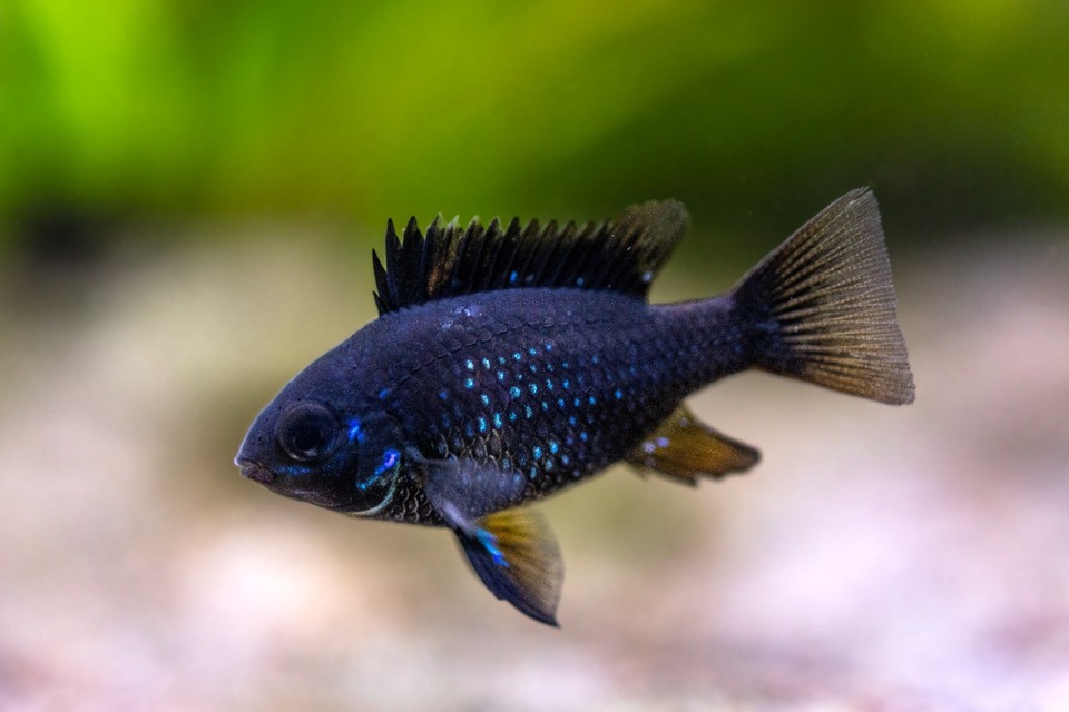 4 German Black Knight Ram Dwarf Cichlids | Live Fish | U.S. Bred | eBay