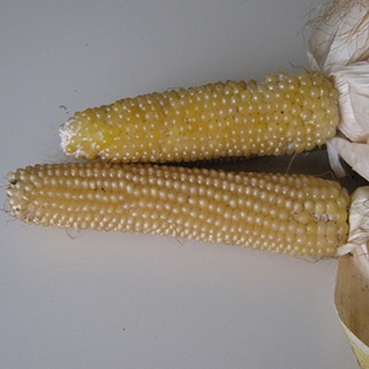 1 lb Japanese Hulless Popcorn Seed Heirloom OP Open Pollinated Non-GMO ...