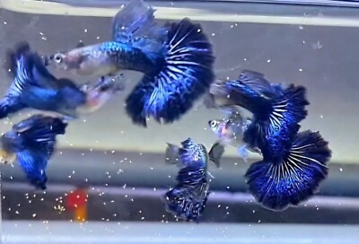 10 live guppy fry - Blue Dragon - Live Guppy fish usa seller. | eBay