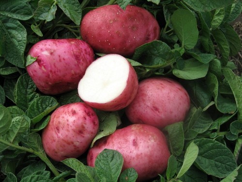 Red Pontiac Potato 6 Tubers/Seed Potatoes | eBay