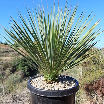 Beaked Yucca Tree - Yucca rostrata cactus Cacti Succulent real live ...