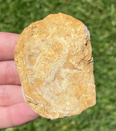 Alabama Fossil Bryozoan Polypora spinulifera Mississippian Age | eBay