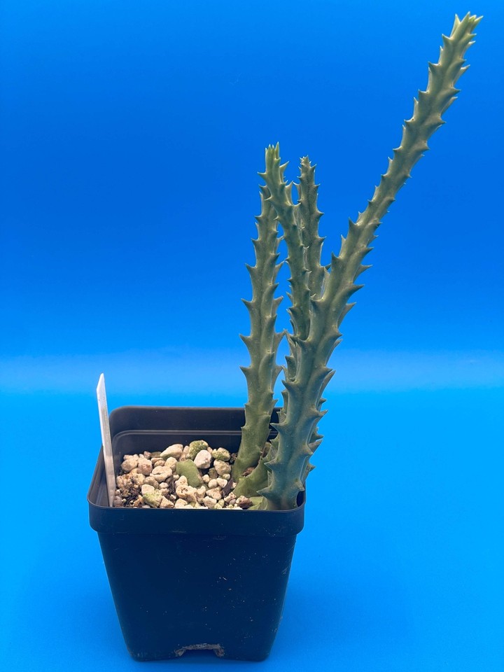 Orbea Lepida 3.5" Potted Plant - WELL ROOTED - Stapelia Lepida | eBay