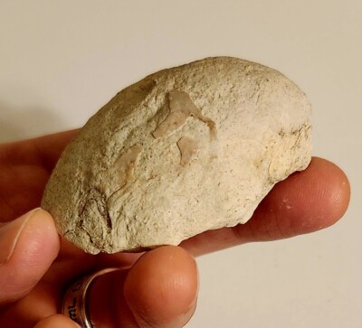 Brachiopod Clam Shell Fossil Cretaceous From Brown County Texas - 110g ...