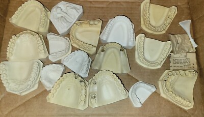 Columbia Dentoform dental dentist Jaw teeth Models Tooth mold | eBay