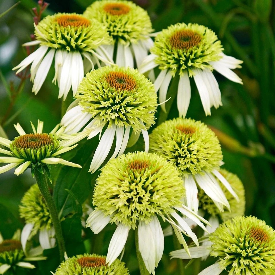 1000+ Double Echinacea Coneflower Seeds for Planting -Perennial Cone ...