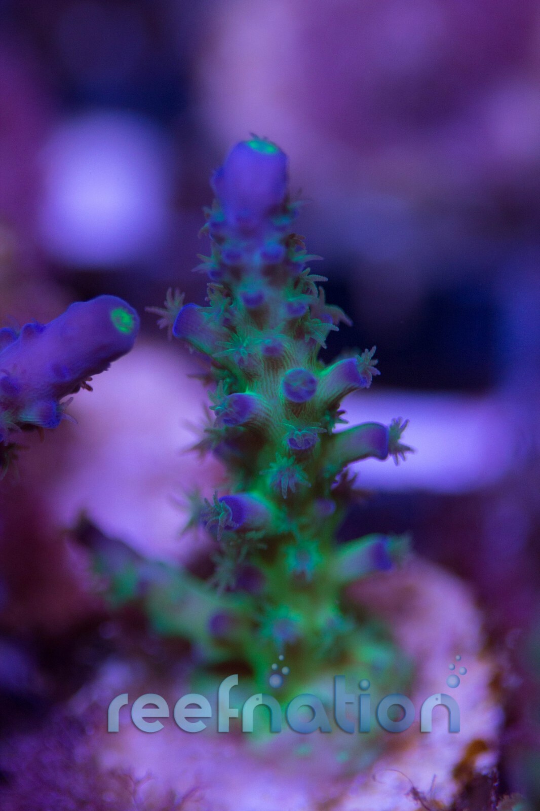 Cali Tort acropora | eBay