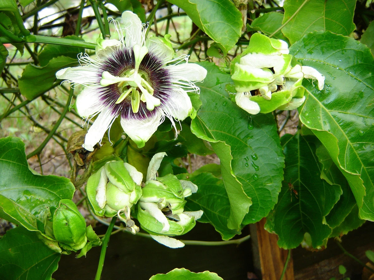 Passiflora Edulis Flavicarpa