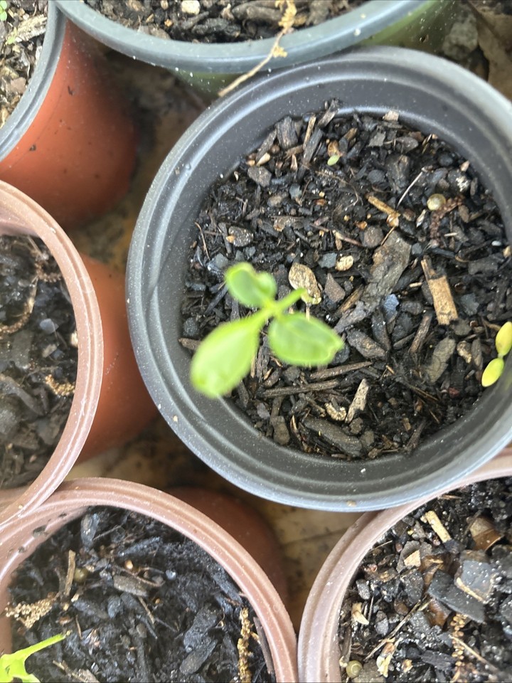 Baby Lemon Tree Seedling - Live Plant, 3-4” Tall, Healthy Bareroot ...