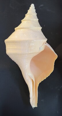 Huge Australian Trumpet Shell SYRINX ARUANUS 16" Shelled Gastropod Sea ...