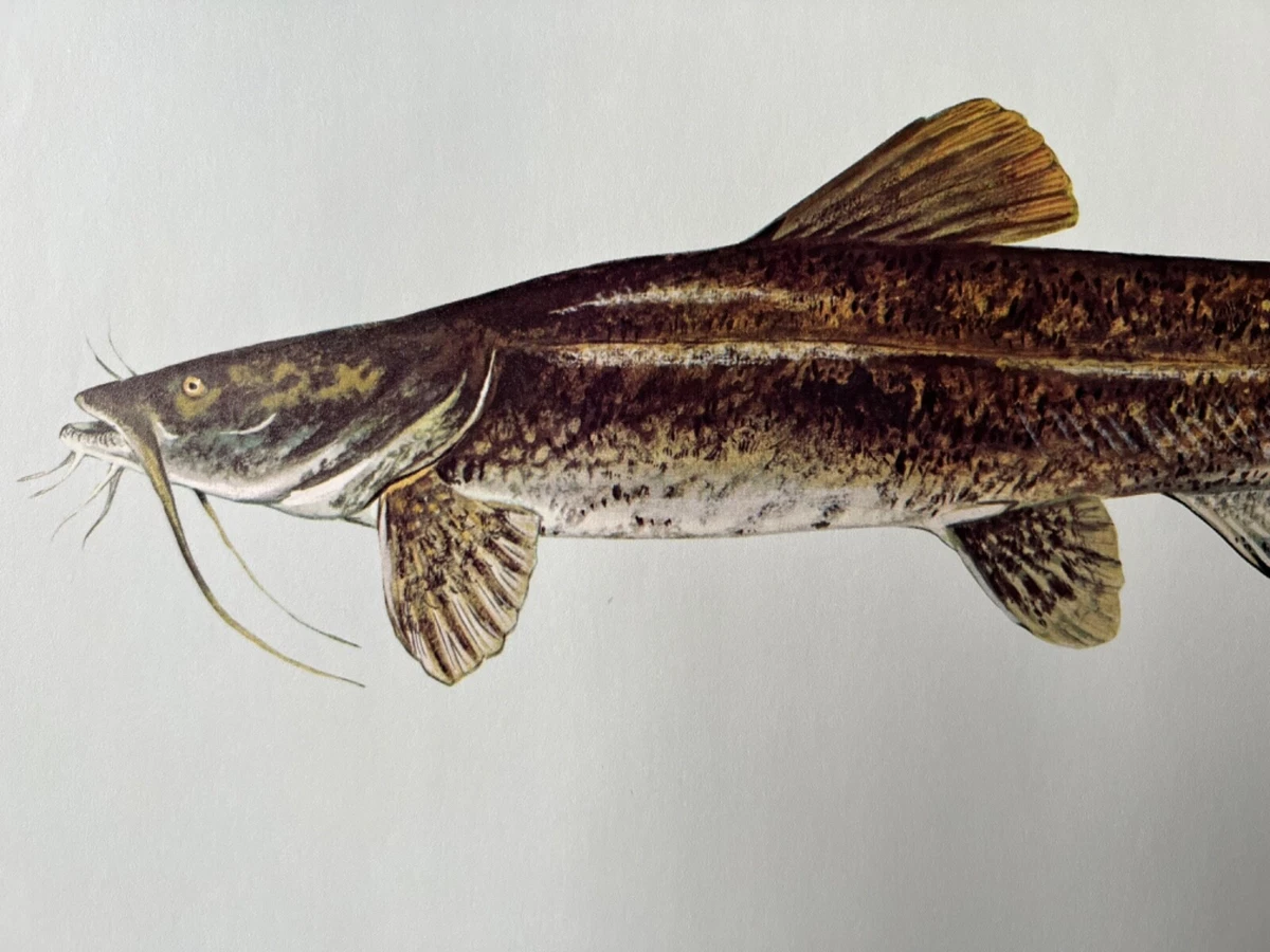Flathead Catfish Drawing