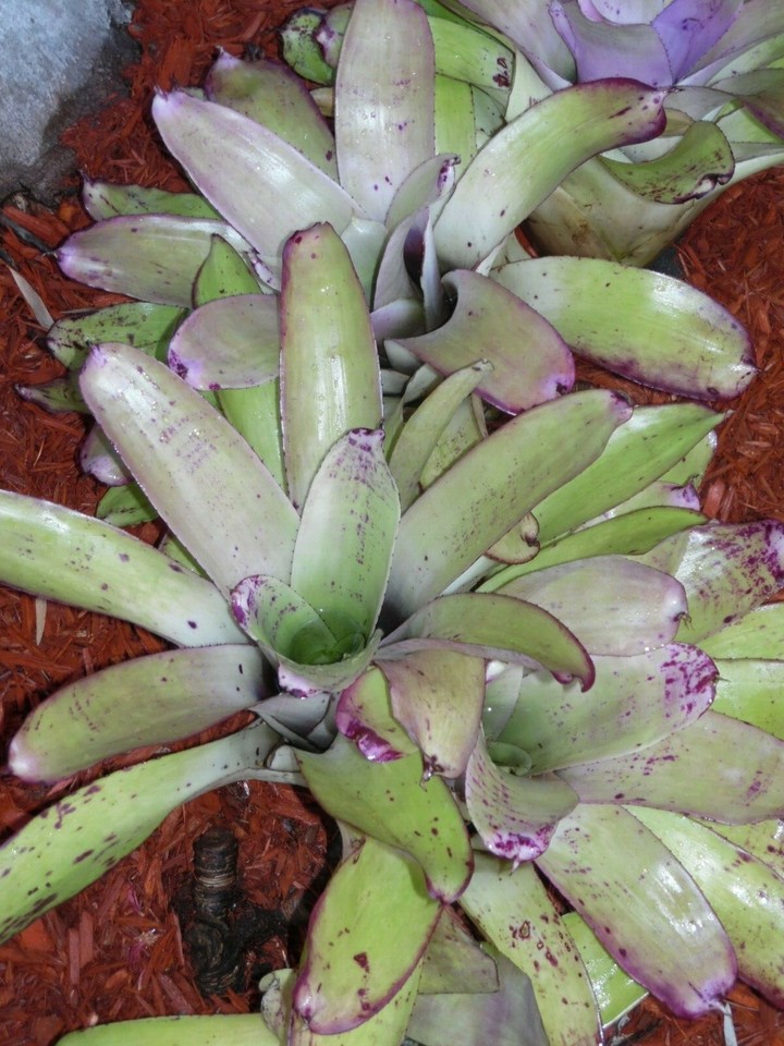 Neoregelia CONCENTRICA Bromeliad one tropical plant *BIG* | eBay