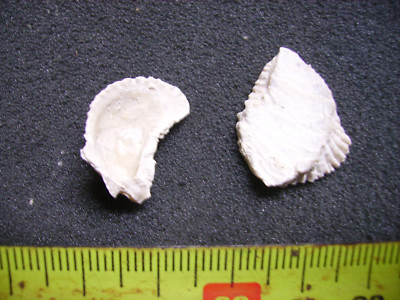 135.31 L - OSTREA PLICATA - FOSSILE DU BASSIN PARISIEN | eBay