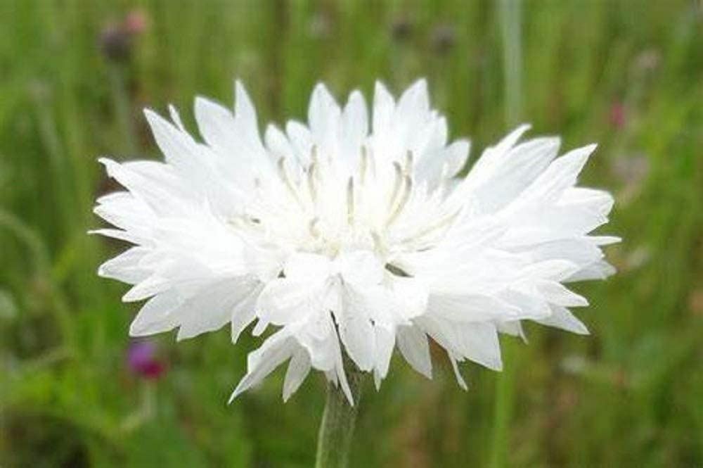 Bachelor Button Sprout