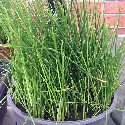 Chinese Water Chestnut x2 Plants /2 Corms - Organic Homegrown Free ...