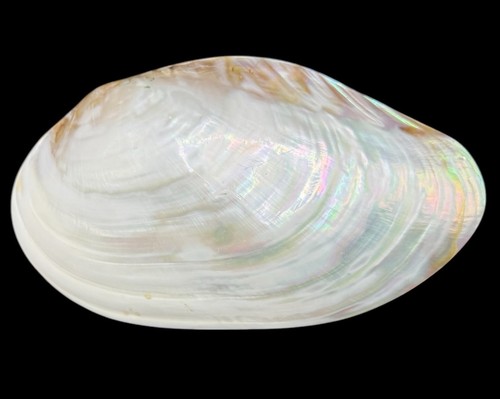 Pearlized Mussel Shell Half Large 10 x6” Inch Polished Seashell Mother ...