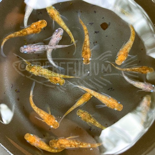 Tricolor lamé low grade group of 6 medaka japanese ricefish oryzias ...