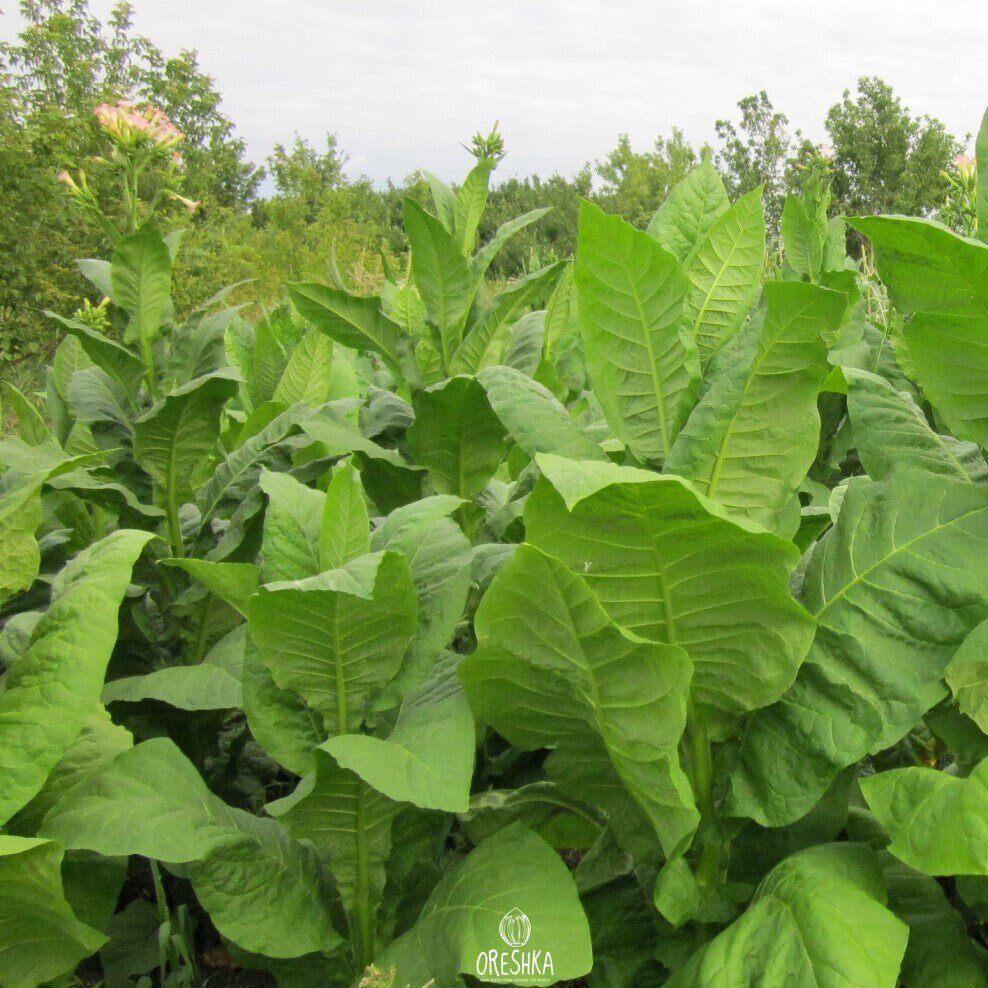 Nicotiana Tabacum Seeds