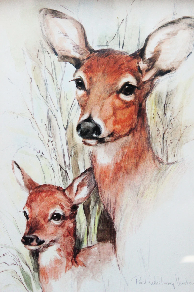 Doe And Fawn Deer Drawing