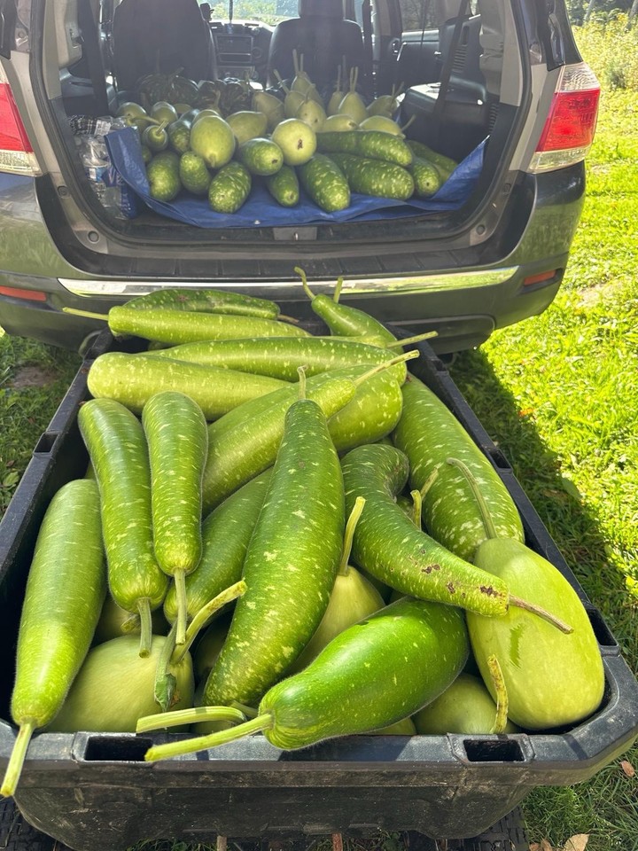 Big Bottle Gourd seeds || Long Green Bangladeshi Lau Seeds || 20 Deshi ...