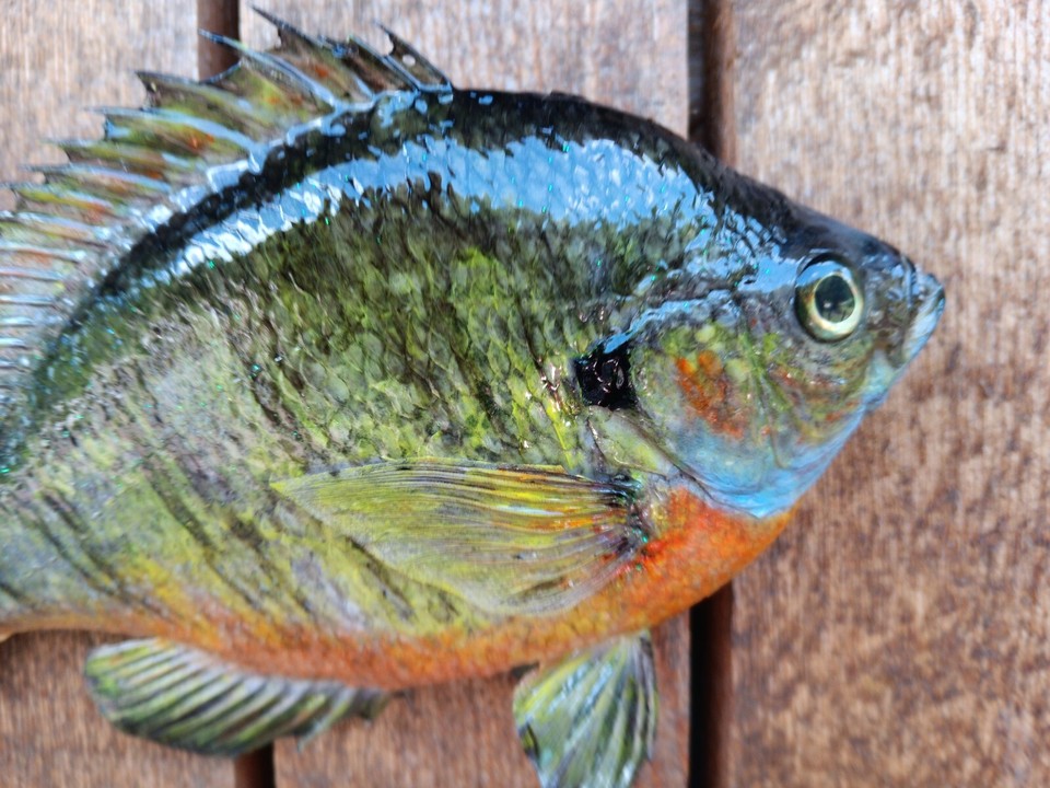 Beautiful New Real Skin Thick 8 Plus Inch Bluegill Sunfish Taxidermy ...