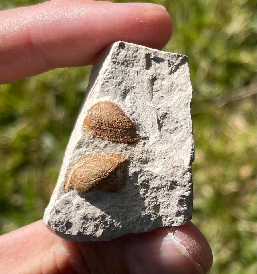France Fossil Bivalve Panopea neocomiensis Cretaceous Age Shell | eBay