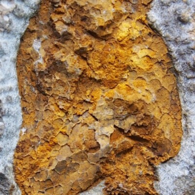 1kg Starfish Carpoid Cystoid Starfish Ophiura sp. Fossil Morocco ...