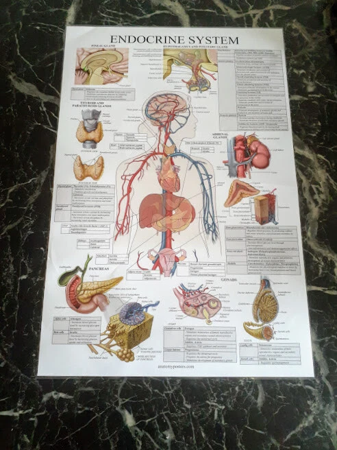 Endocrine System Chart Kids